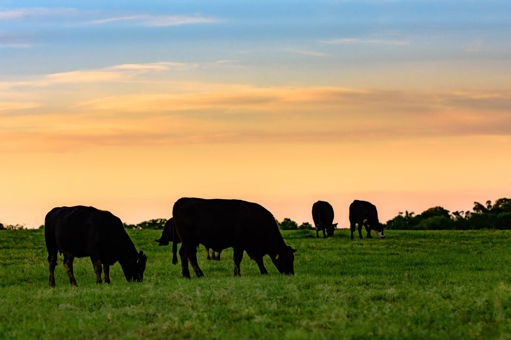 Whole Cow, With Free Local Delivery! – Six Brothers Beef Company